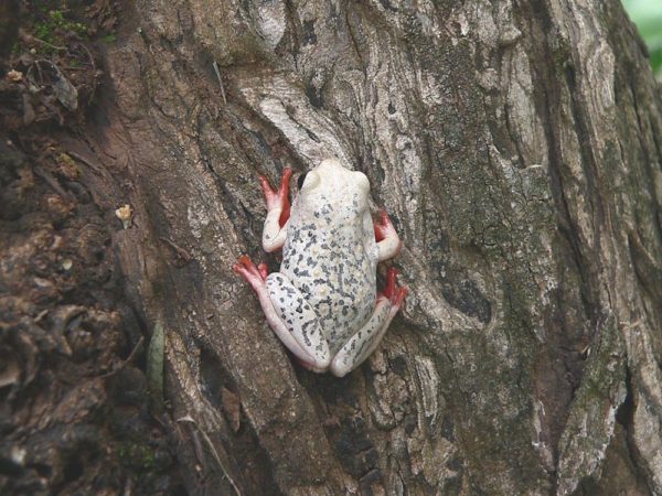 Três espécies de anfíbios consideradas extintas foram redescobertas