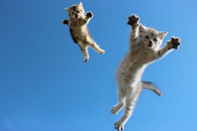 Gatos pulando como ninjas: 15 fotos cheias de fofura