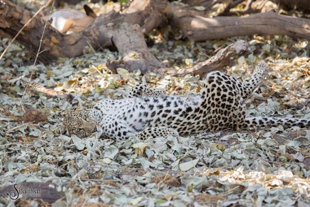 Veja um leopardo saltando de uma altura incrível para capturar um ...