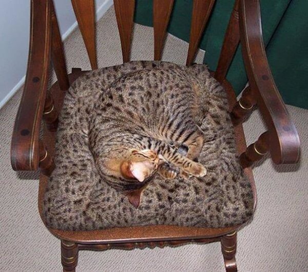 45 gatos camuflados para assustar seus donos