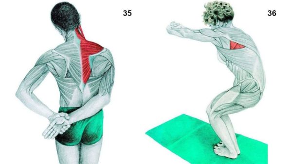 36 exercícios e os músculos que eles alongam