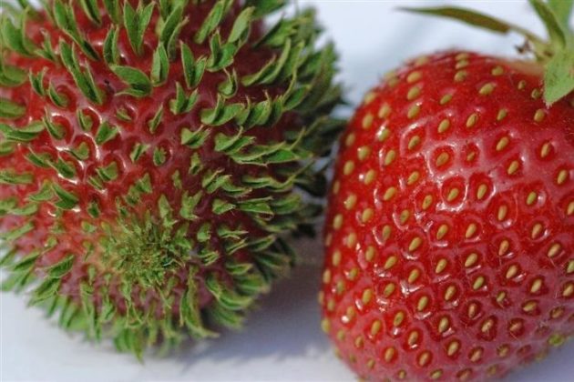 Bizarro: 15 fotos de frutas e vegetais que começaram a brotar cedo