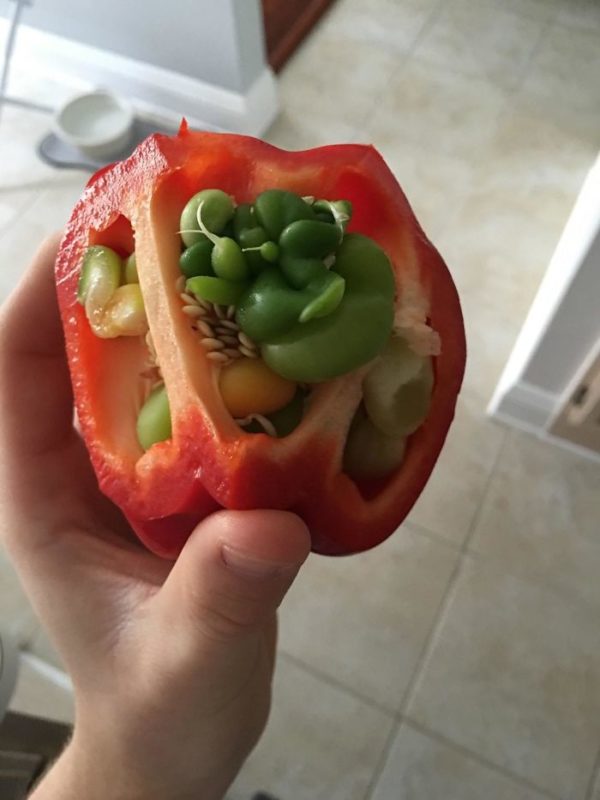 Bizarro: 15 fotos de frutas e vegetais que começaram a brotar cedo