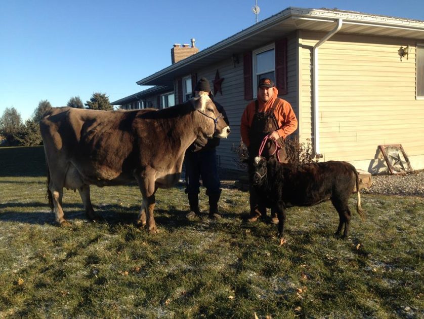 Mini-vacas estão sendo vendidas como animais de estimação » Rádio ...