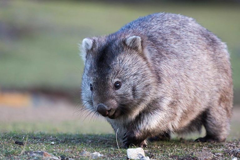 Finalmente desvendamos por que o cocô do wombat é cúbico