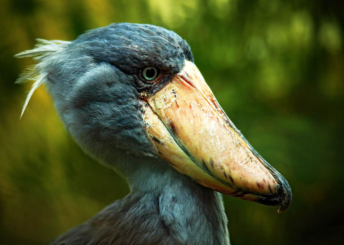26 animais reais que não deveriam existir, mas existem
