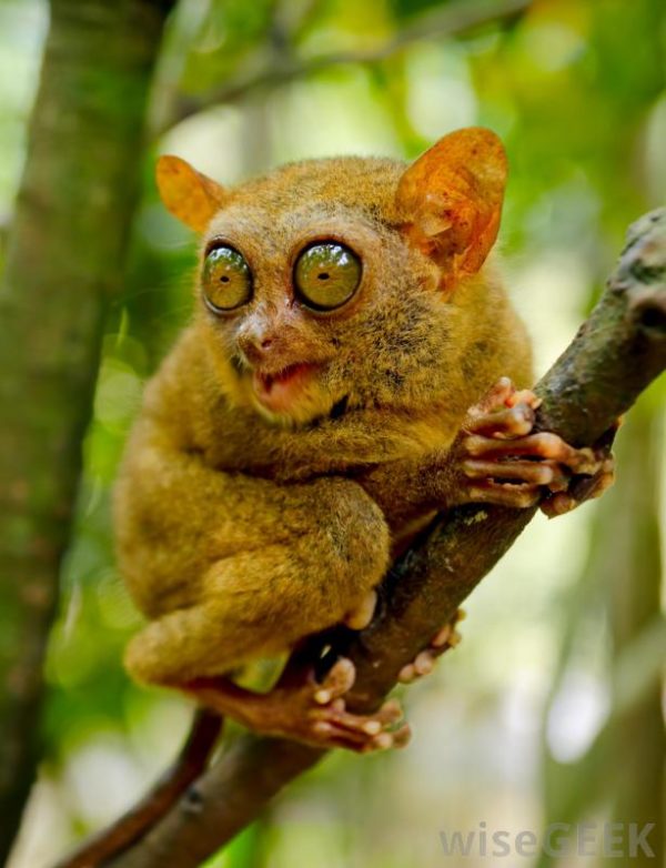 26 animais reais que não deveriam existir, mas existem