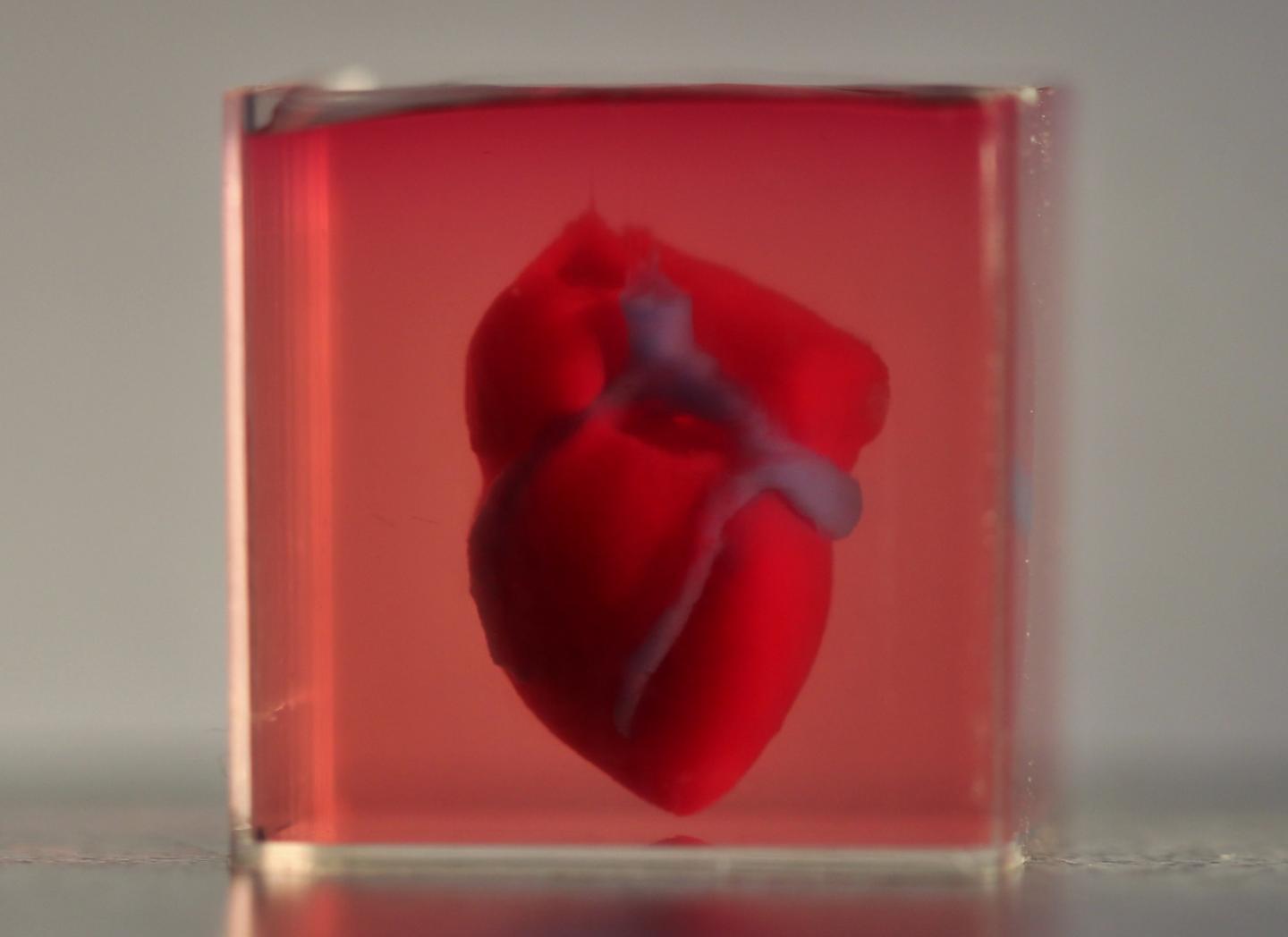 Cientistas imprimem o primeiro coração em 3D usando tecidos biológicos ...