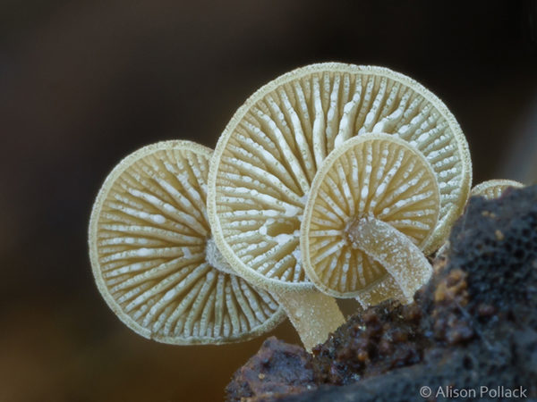 Macrofotografias incríveis e hipnotizantes de cogumelos e mixomicetos