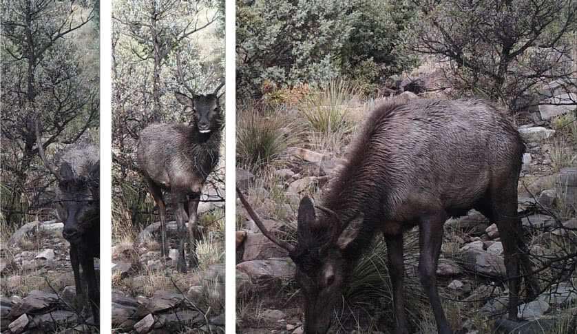 Você consegue encontrar o puma escondido nessa foto?