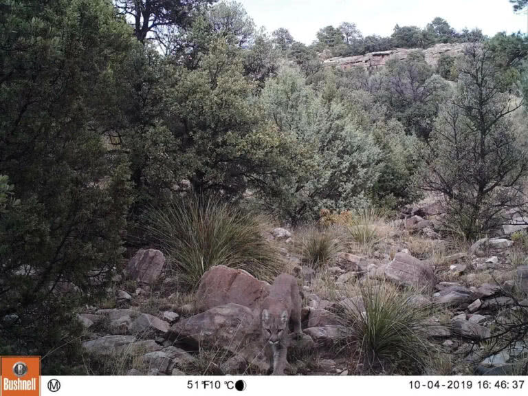 Você consegue encontrar o puma escondido nessa foto?