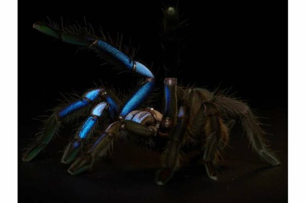 Nova tarântula azul elétrica é descoberta