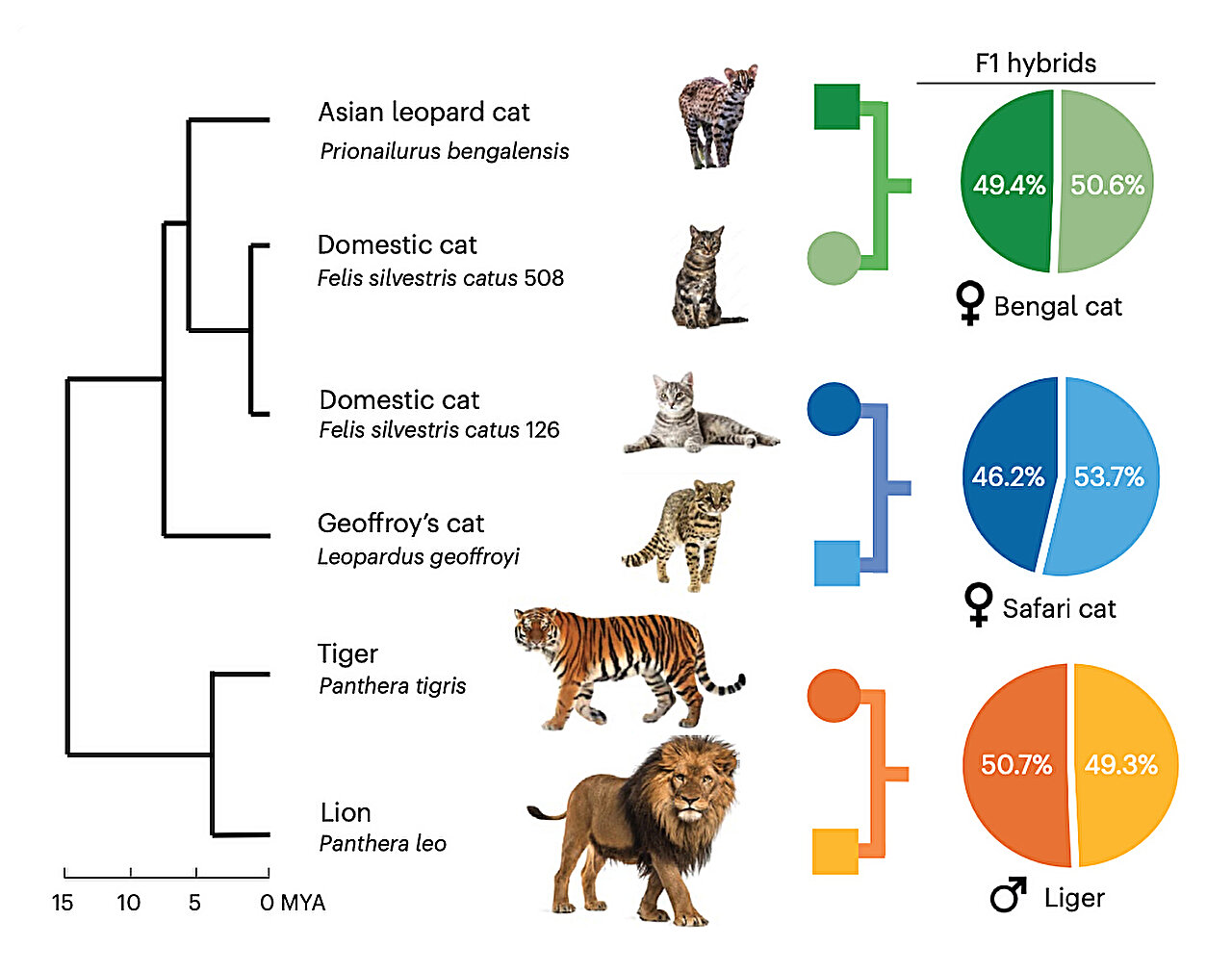 Revelações genéticas: A evolução e diversidade dos gatos