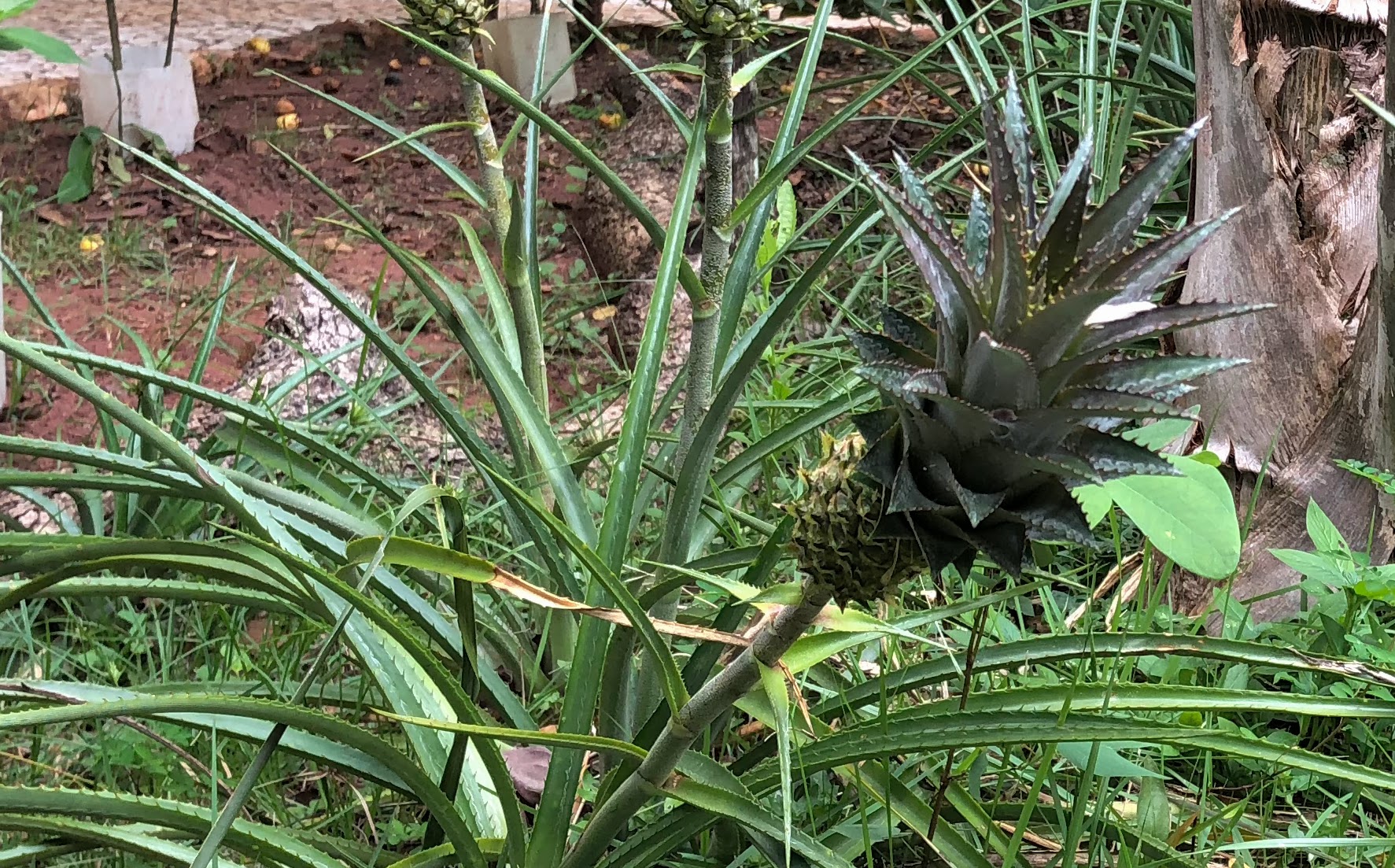 Esses 10 Fenômenos Naturais São Exemplos da Sequência de Fibonacci?